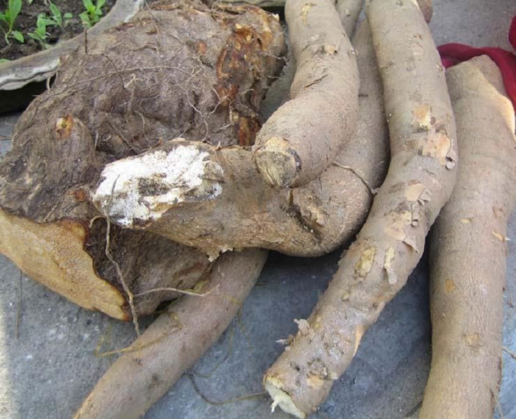 पाल्पाबाट ३५० क्वीन्टल तरुल निर्यात - NepalKhoj