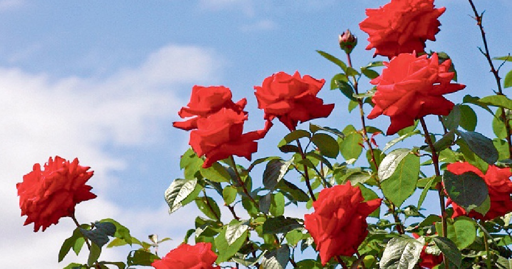 भ्यालेन्टाइन्स डेमा विदेशबाट गुलाबको फूल ल्याउन नपाइने - NepalKhoj