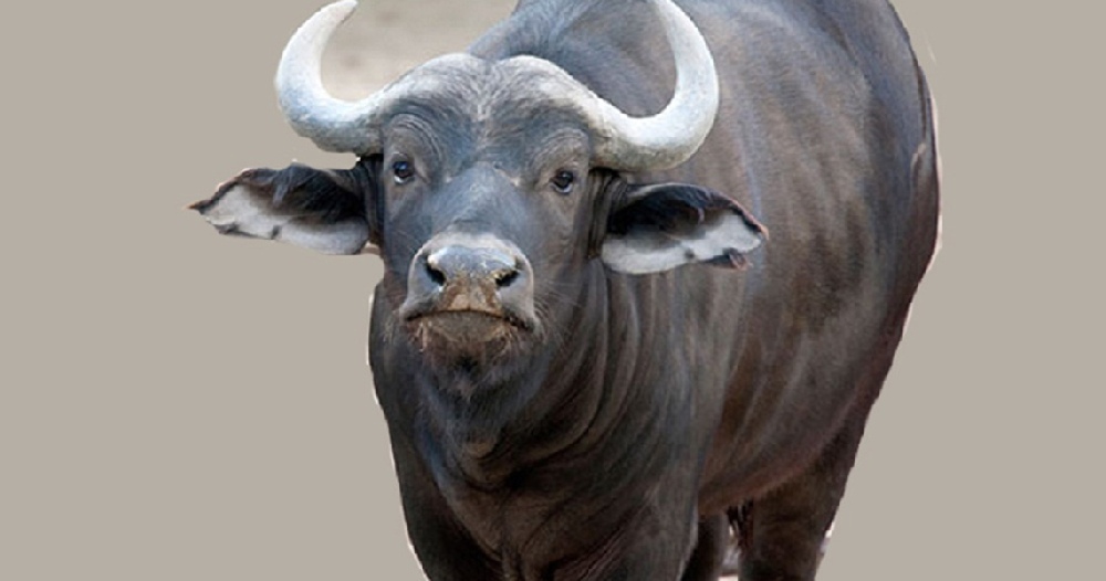 सत्यवती गाउँपालिकाले राँगाको तथ्यांक संकलन गर्ने - NepalKhoj